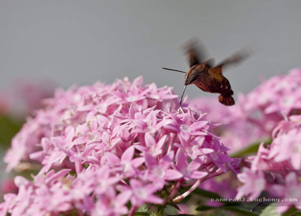长喙天蛾 - 昆虫, 生态 - ___beibei - 图虫摄影网