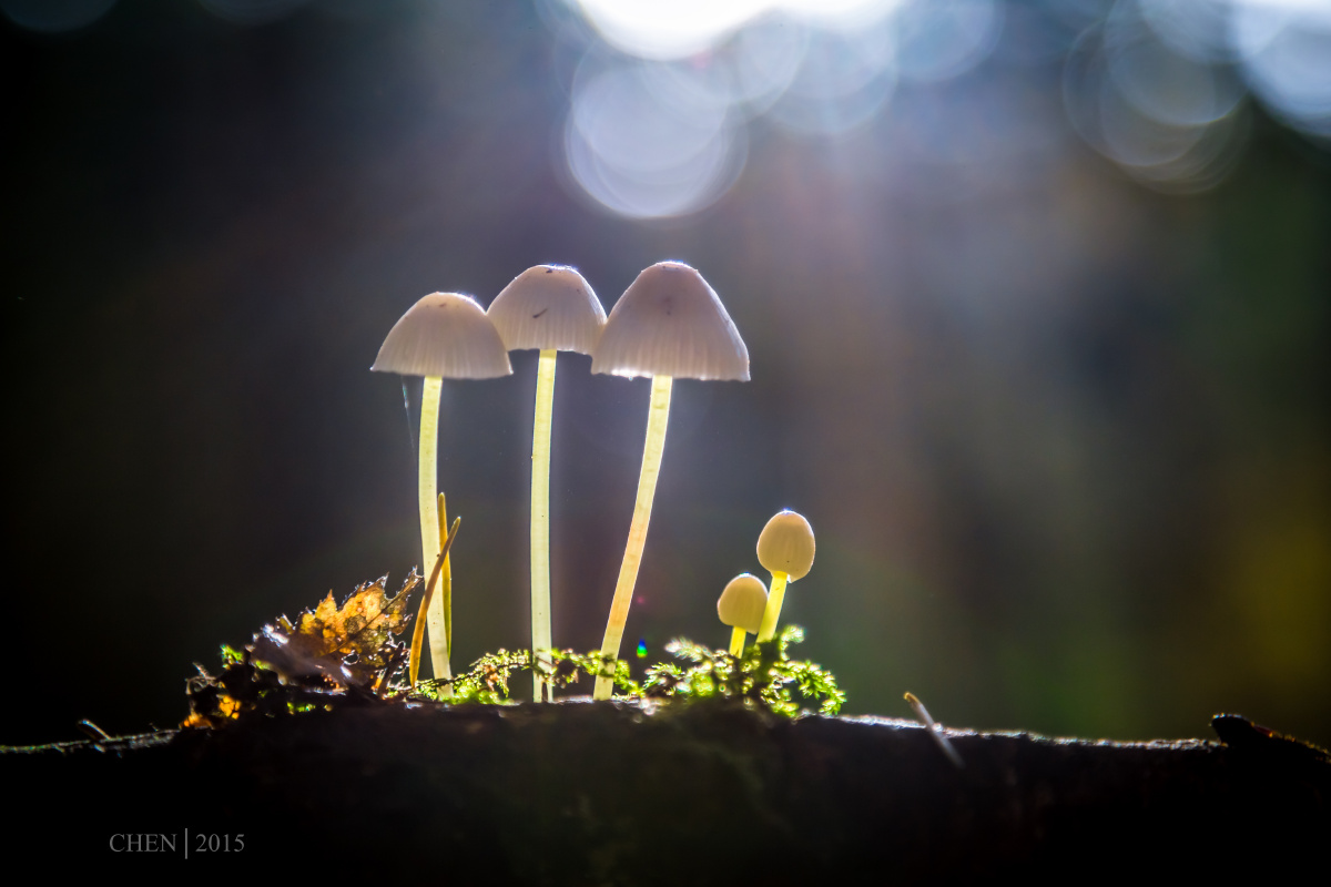 蘑菇森林黑夜,美丽水蘑菇森林,森林蘑菇房子(第2页)_大山谷图库